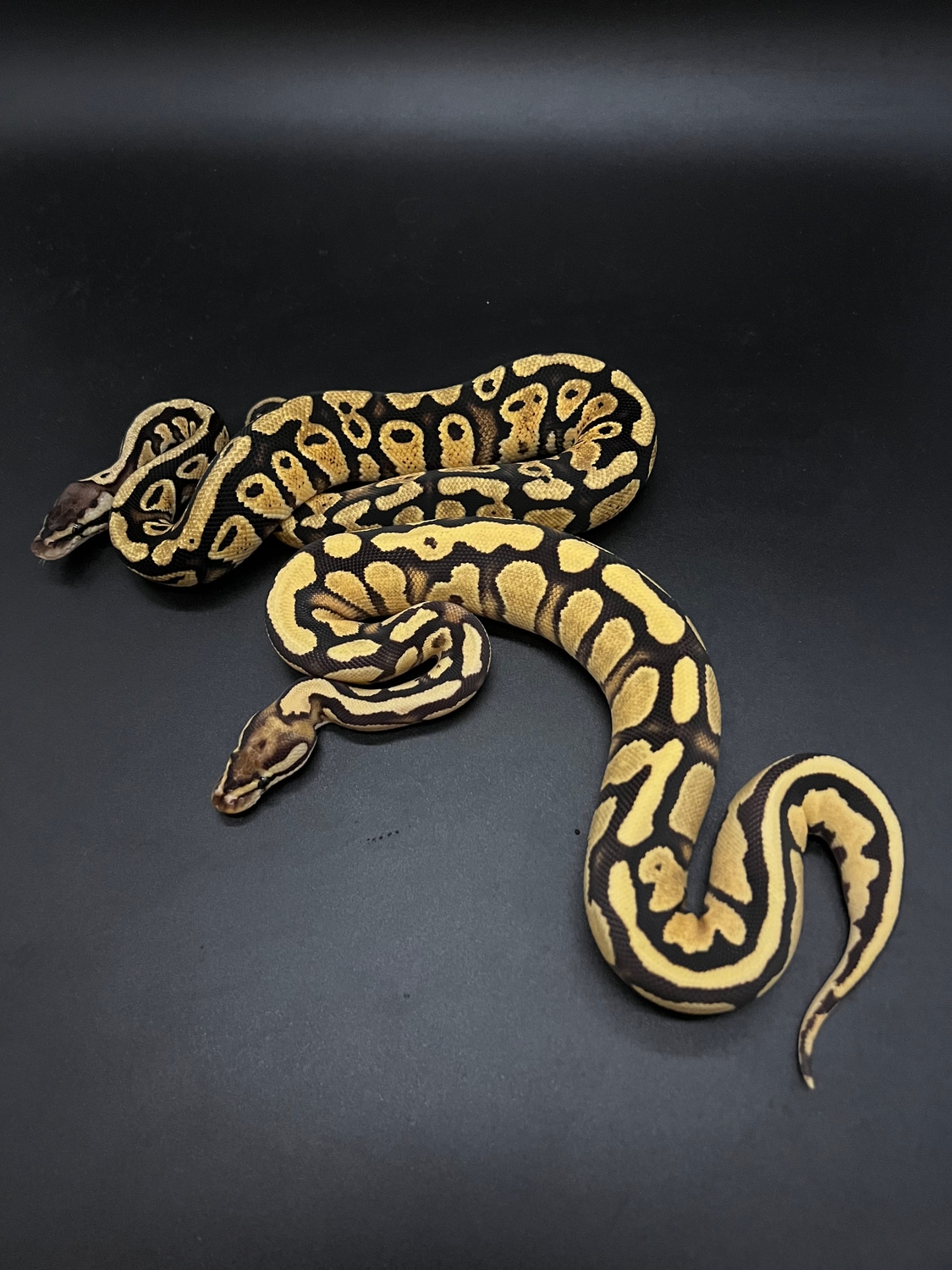 SALE!!! OD Fire Gravel/Specter F, Pastel Gravel/Specter M Ball Python ...