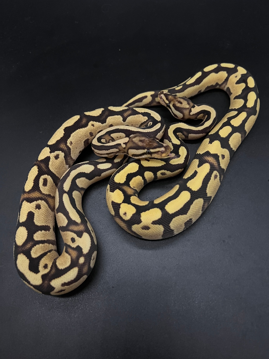 Christmas Sale!!! OD Fire Gravel/Specter F, OD Fire Gravel/Specter M ...