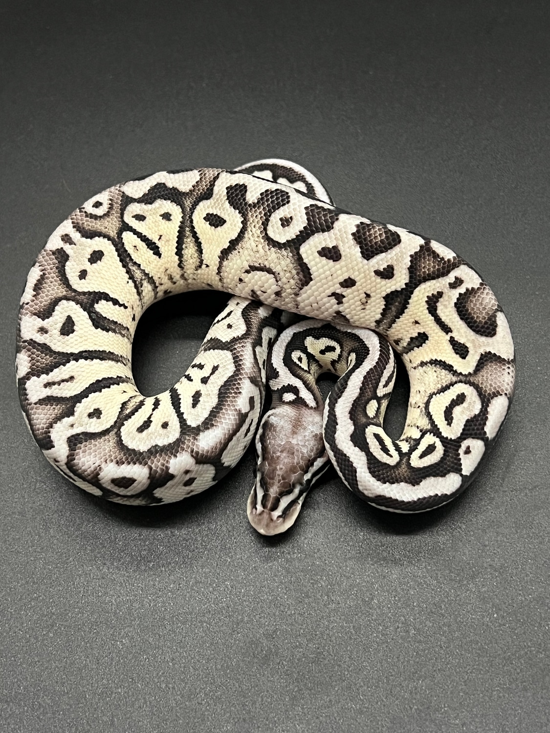 XMAS Sale!!! Firefly TSK Axanthic Pos Het Pied Ball Python by Attic ...