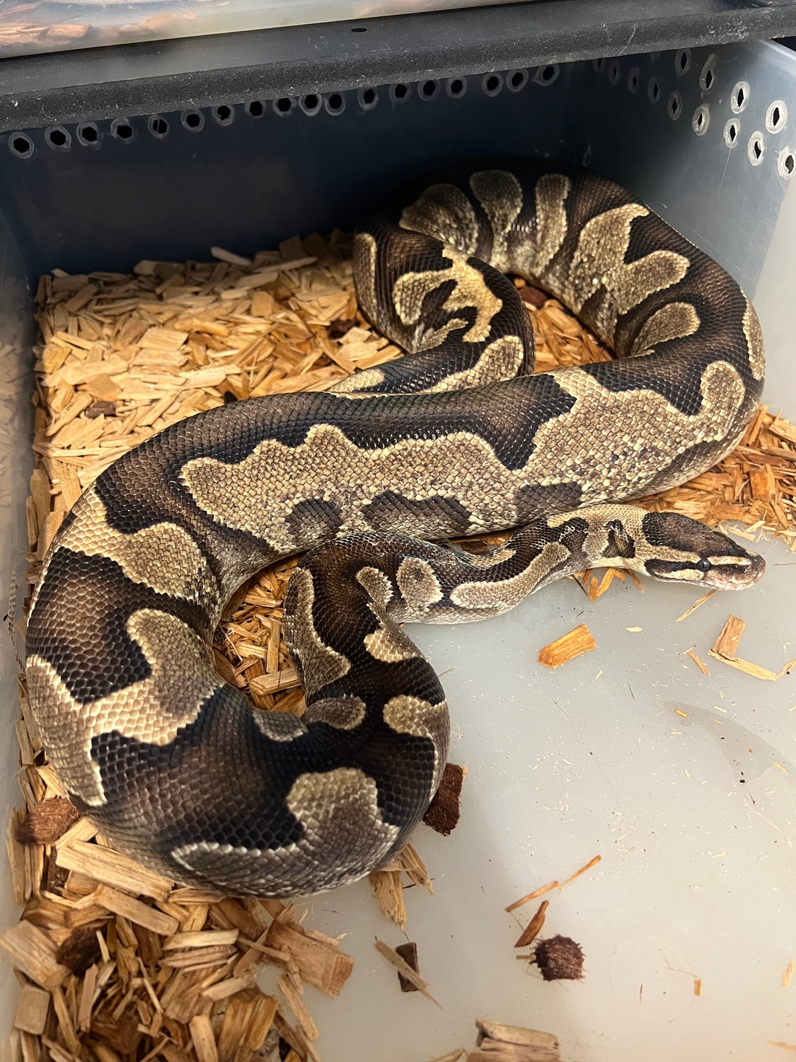 Sugar Ball Python by Attic Exotics - MorphMarket