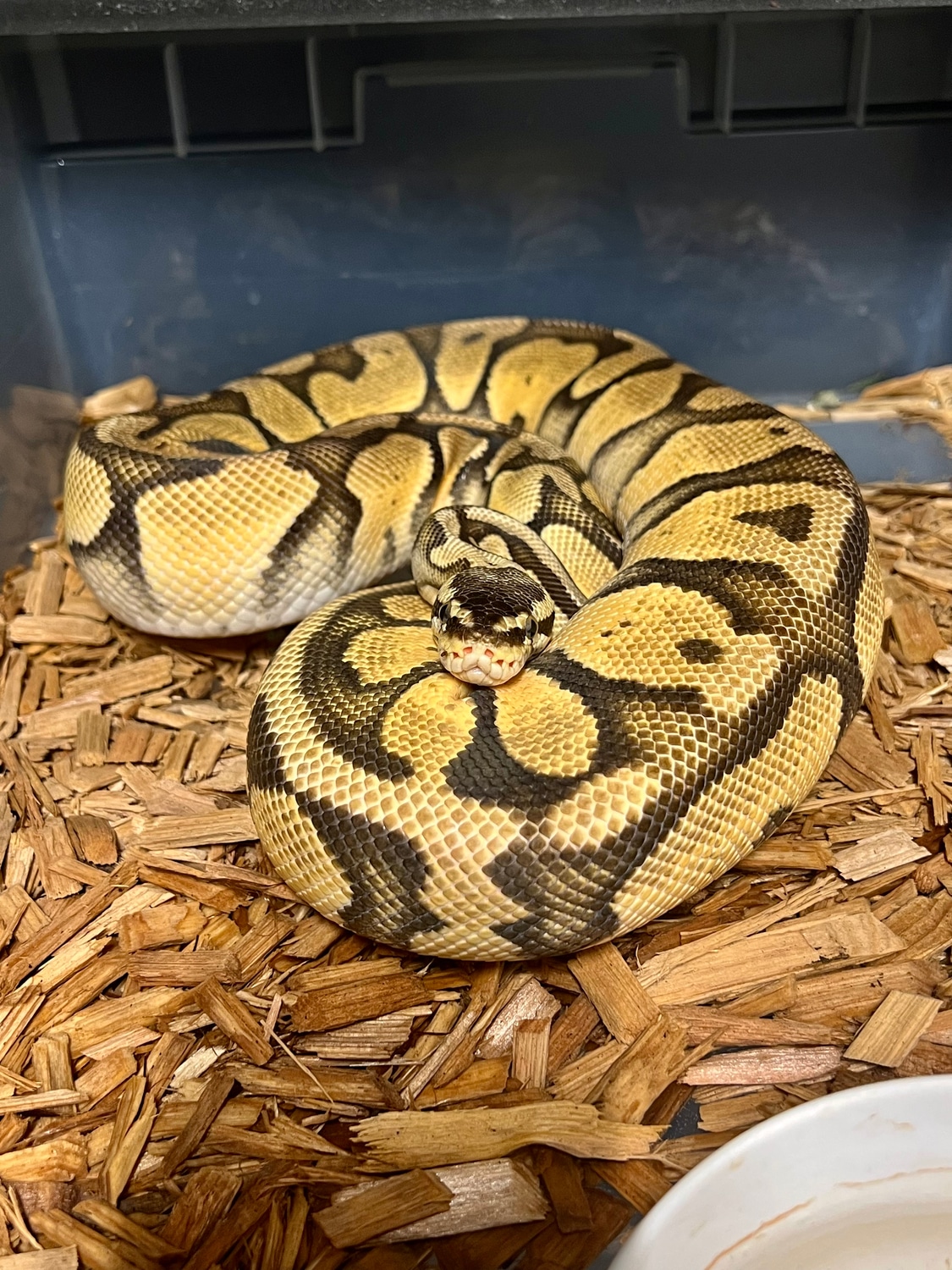OD Super Pastel Ball Python by Attic Exotics - MorphMarket