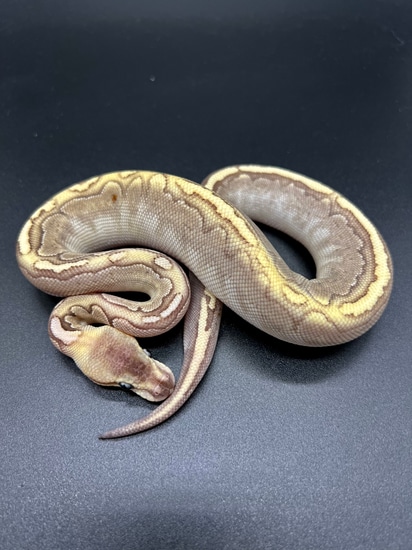 Bamboo Cinnamon YB Pos KRG Pos Cypress Ball Python by Attic Exotics