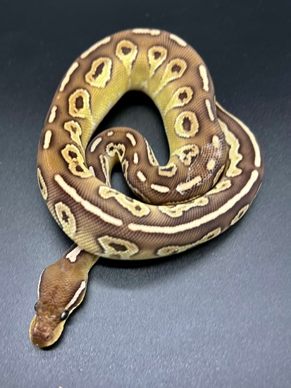 BH HRA Lesser Pos YB Pos Trick Pos Hypo Ball Python by Attic Exotics