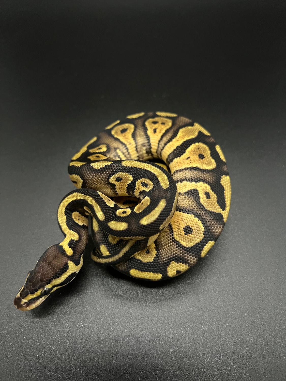 Pastel Het Pied Ball Python by Attic Exotics - MorphMarket