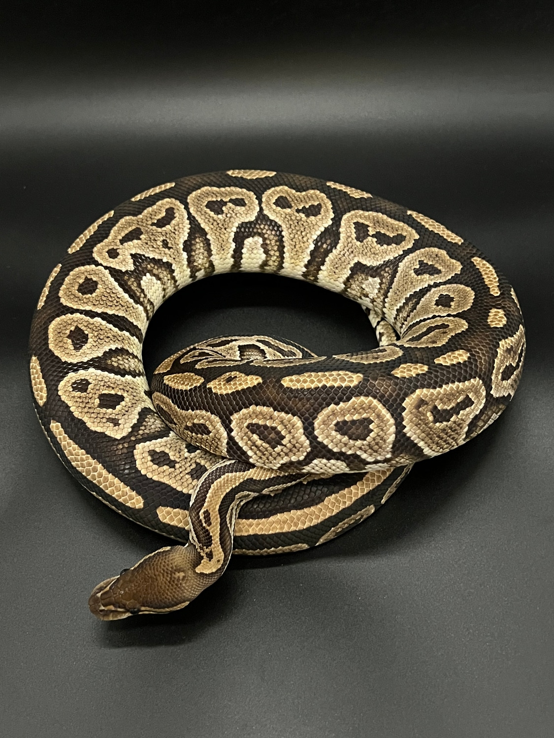 PB Bongo Ball Python by Attic Exotics - MorphMarket