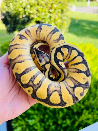FF Enchi Het TSK Pos Het Pied Male Ball Python by Attic Exotics