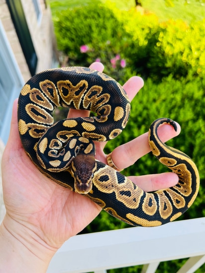 Huffman Ball Python by Attic Exotics