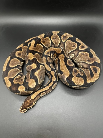 Free Shipping!!! PB Yellow Belly Ball Python by Attic Exotics