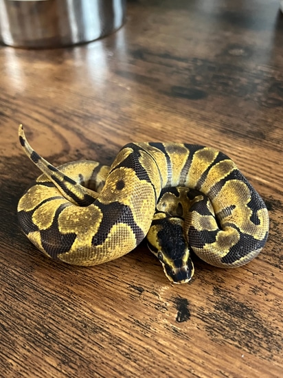 Super Enchi Pos Hypo Ball Python by Attic Exotics