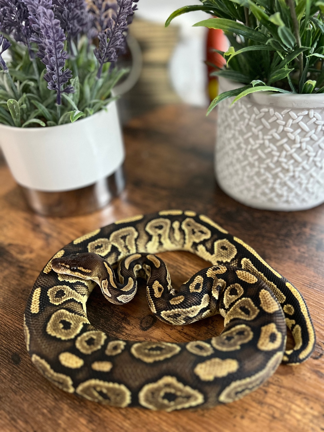 Bongo YB (Free Shipping) Ball Python by Attic Exotics - MorphMarket