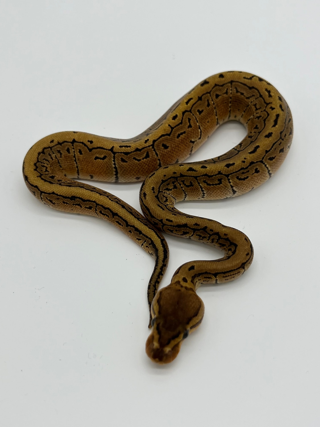 Pinstripe 100% Het Clown Ball Python by Attic Exotics - MorphMarket