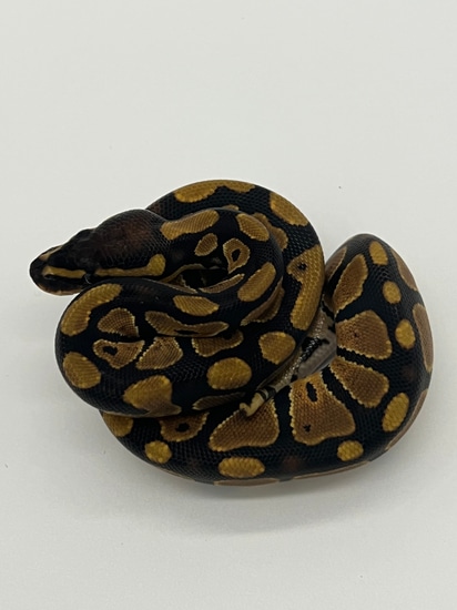 Sale!!! Normal Het Clown Ball Python by Attic Exotics