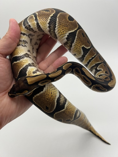 RTB Normal Pos Mandarin Ball Python by Attic Exotics