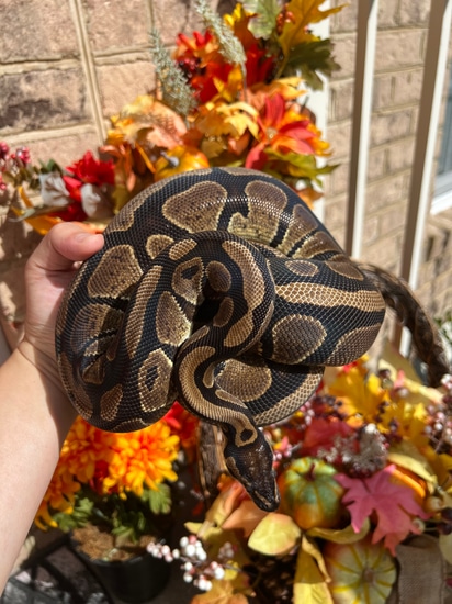 Dinker (Ready To Breed) Ball Python by Attic Exotics