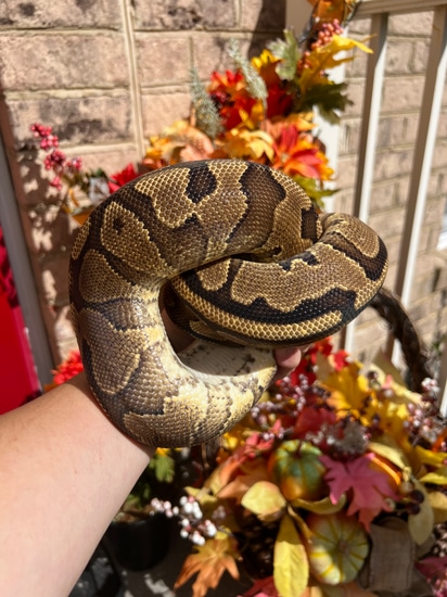 Red Stripe YB Ball Python by Attic Exotics