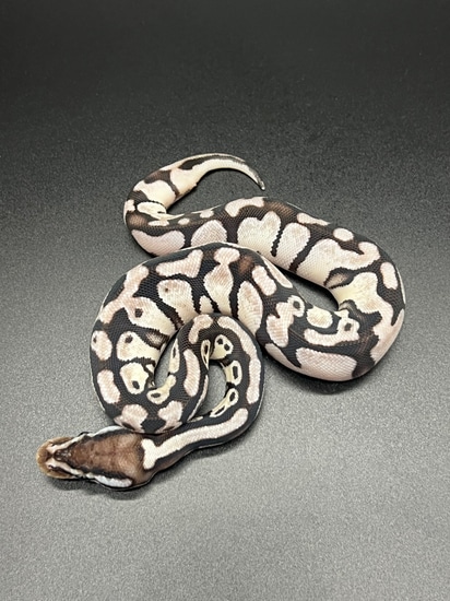 Pastel Enchi TSK Axanthic Pos Het Pied Ball Python by Attic Exotics