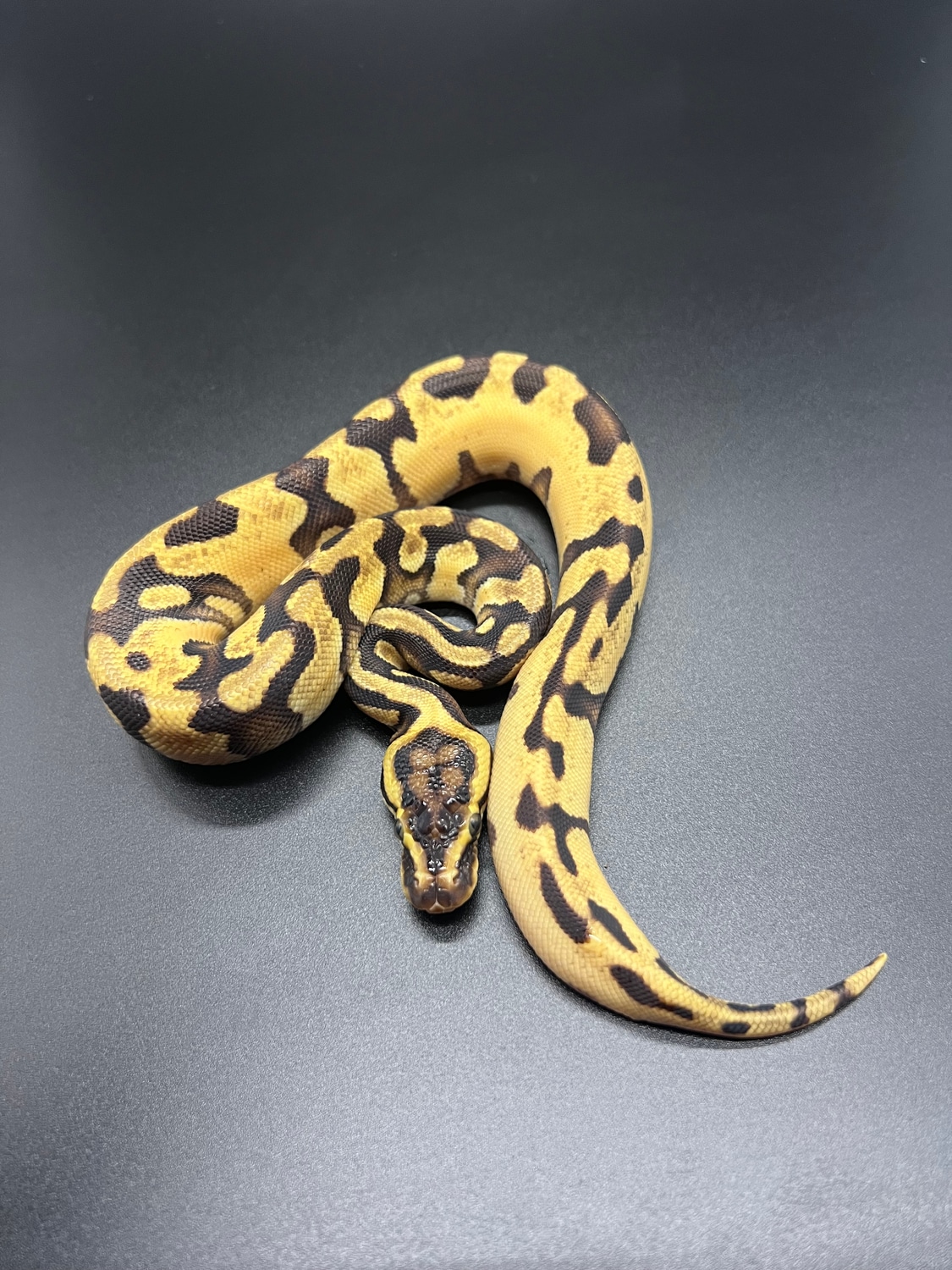 Super Enchi Pastel DPH TSK Pied Ball Python by Attic Exotics - MorphMarket
