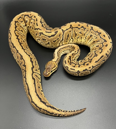 Trick Pin YB Pos Spotnose Het Clown (RTB) Ball Python by Attic Exotics