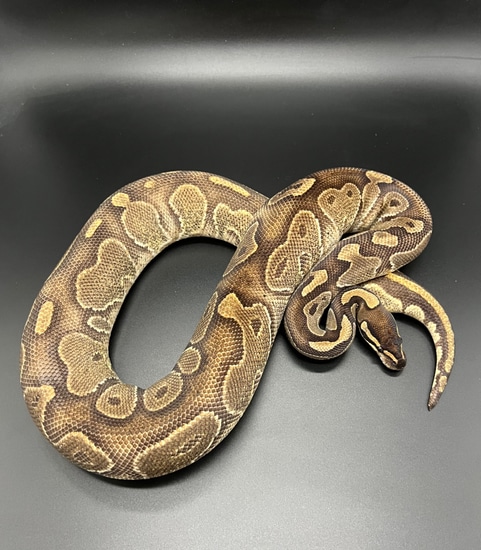 RTB BH Enchi Red Gene 66% Het Hypo Ball Python by Attic Exotics