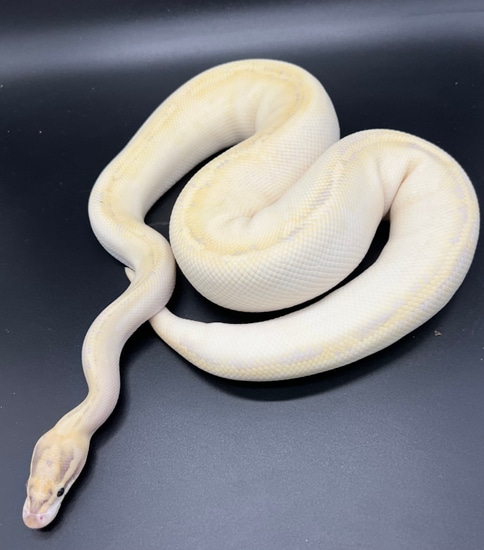 OD Highway Ball Python by Attic Exotics