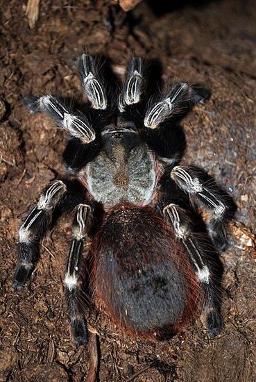 N. Chromatus Brazilian Red And White Tarantula by Attic Exotics