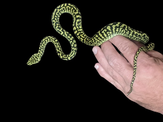 Gorgeous Female Zebra Jungle 2yo Jungle Carpet Python by Arboreal ...