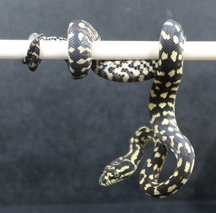 Jungle Carpet #08.24.01 Jungle Carpet Python by Arboreal Addictions