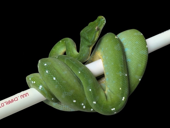 USCB Biak X Manokwari Green Tree Python by Arboreal Addictions