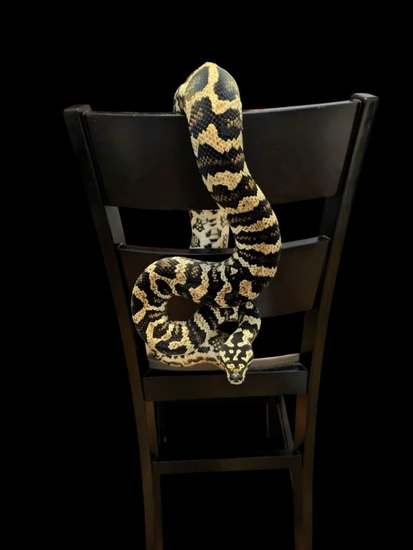 Friendly 6ft Jungle Carpet Python Male by Arboreal Addictions
