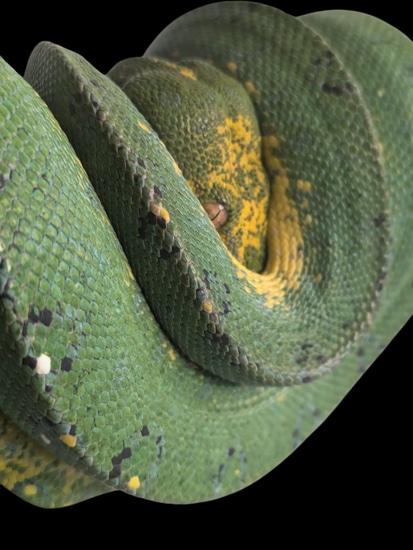 USCB Biak X Manokwari (Red Neo) Green Tree Python by Arboreal Addictions