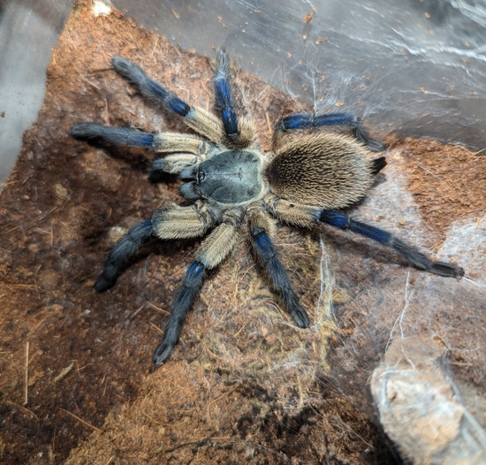 FEMALE M.balfouri (Socotra Island Blue Baboon) HIGH BLUE GENETICS ...