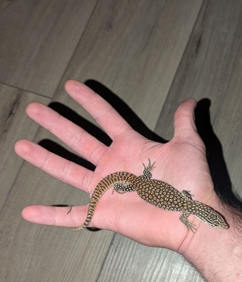 4 Month Old Healthy Tame Rare Earth Red Ackie Monitor WITH TANK AND ...
