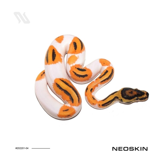 Super Orange Dream Yellowbelly/gravel Pied 50% Het Clown Ball Python by ...