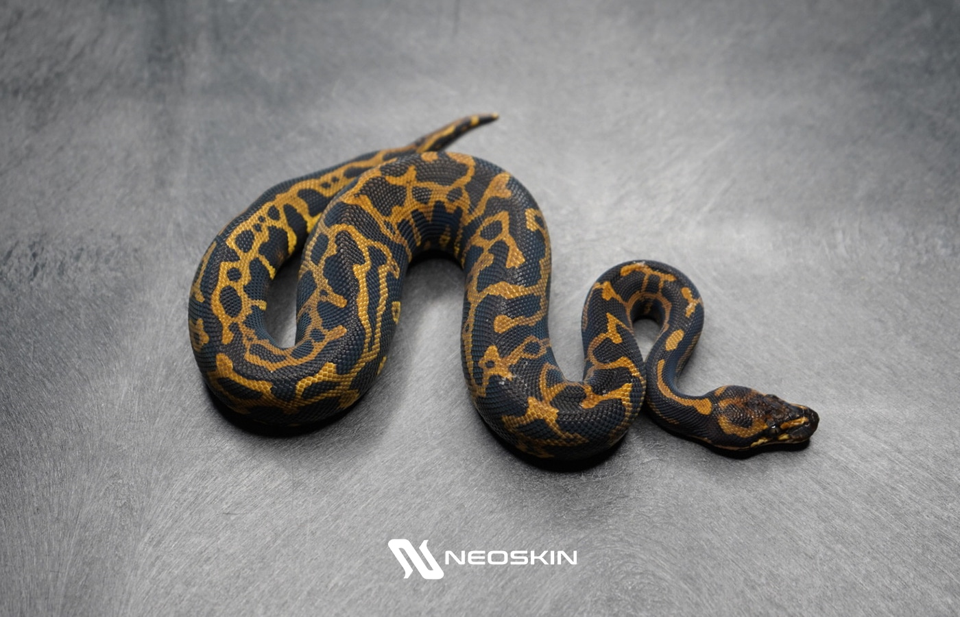 Hurricane Confusion Ghi Leo 100% Het Clown Ball Python by Neoskin ...