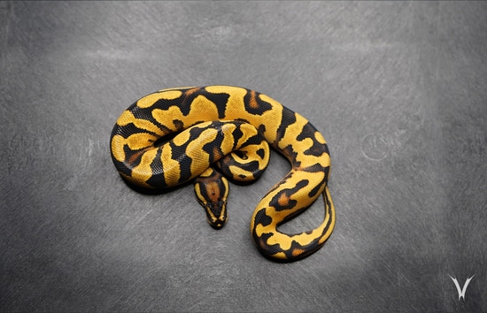 Super Orange Dream Yellowbelly 100% Het Pied 50% Het Clown Ball Python ...