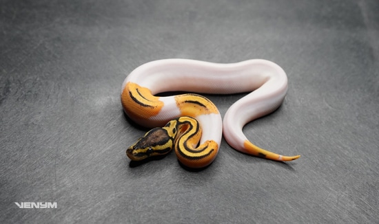Orange Dream Yellow Belly Pastel Pied 100% Het Clown Ball Python by VENYM