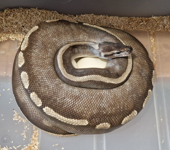 0.1 GHI Mojave Adult Ball Python by Snake Lab