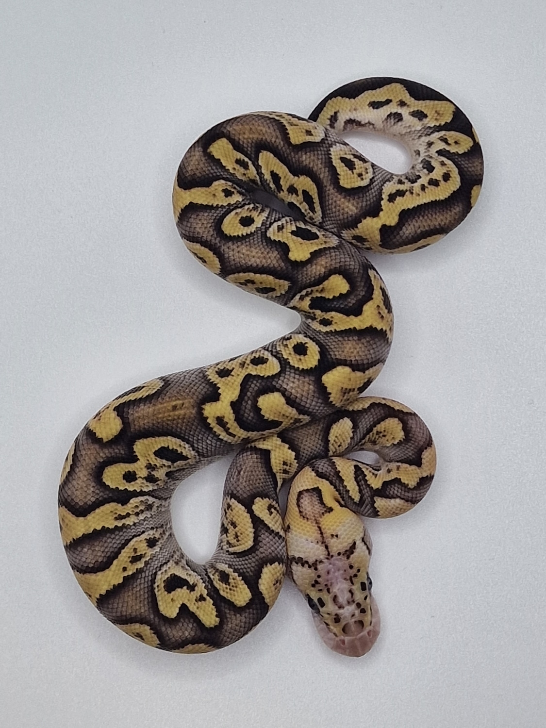GHI Mojave Pastel Clown Ball Python by Snake Lab - MorphMarket