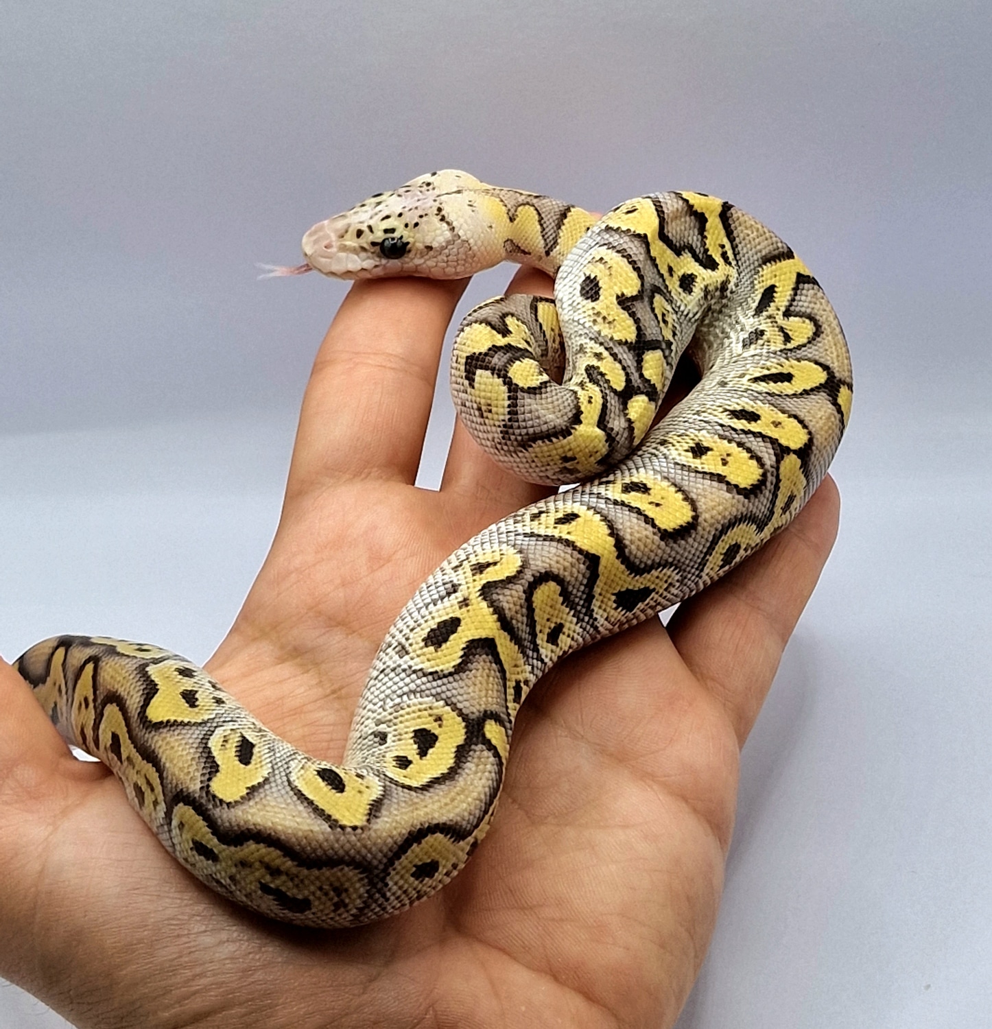 GHI Mojave Pastel Clown Pos Extra Gene Ball Python by Snake Lab ...