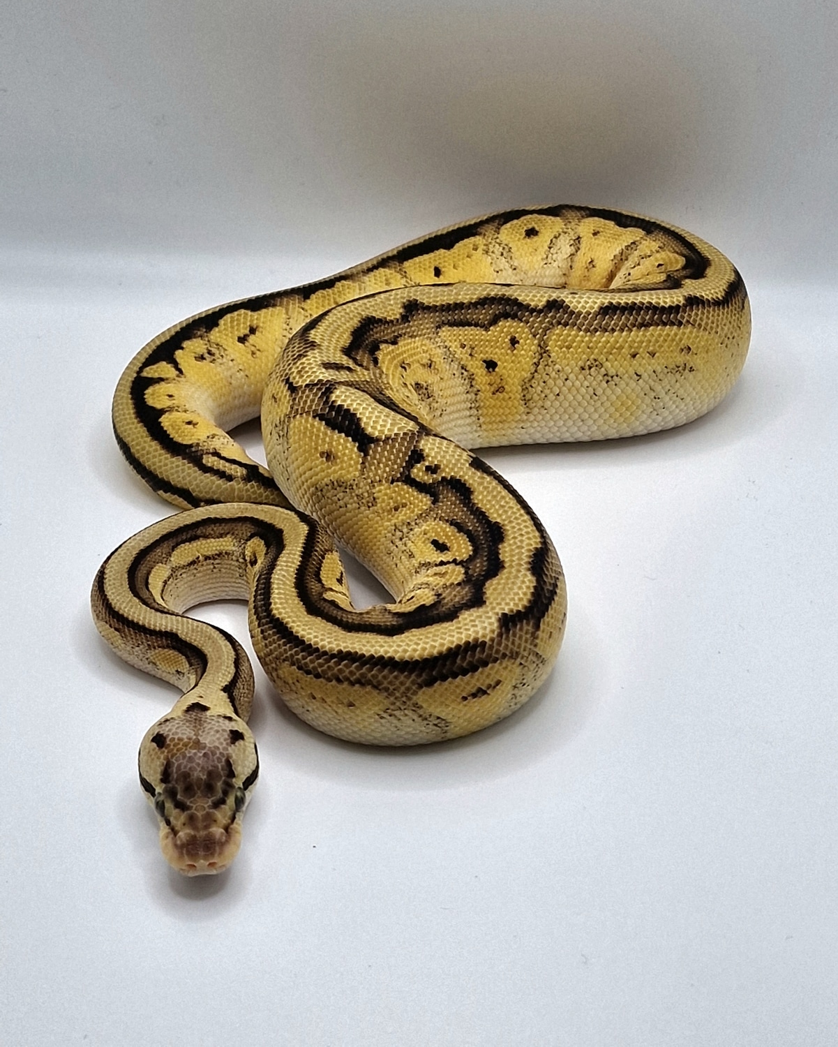 Bongo Spotnose Mojave Pastel 100% Het Clown Ball Python by Snake Lab ...