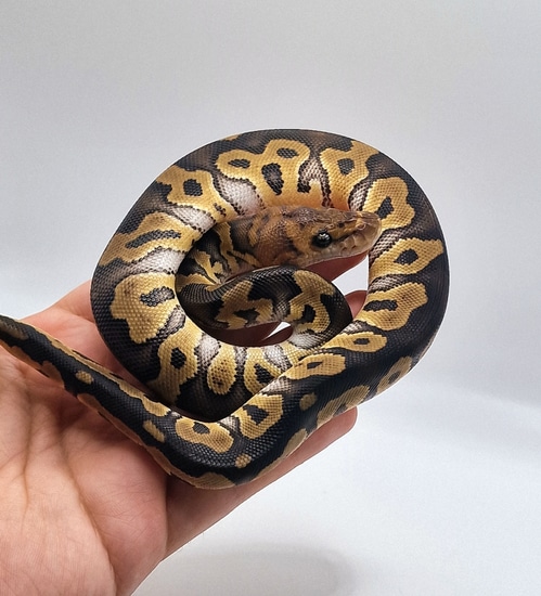 Copper Clown Het Albino Ball Python by Snake Lab