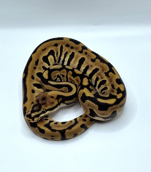 (Super) SN Leo Het Clown 50% Het Ultramel Ball Python by Snake Lab