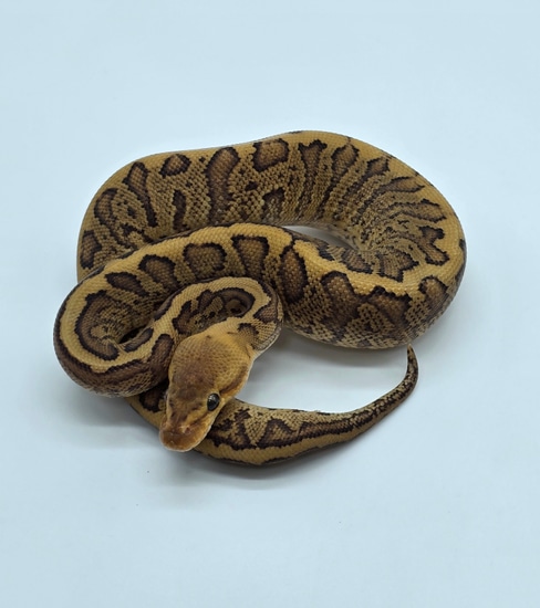 Super Chocolate Mojave Pinstripe Het Ultramel 50% Het Clown Ball Python ...