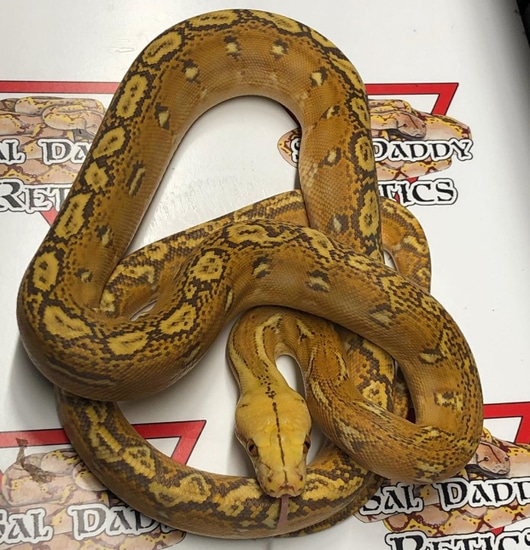 Mochino Phantom Reticulated Python by Sal Daddy Retics BNL