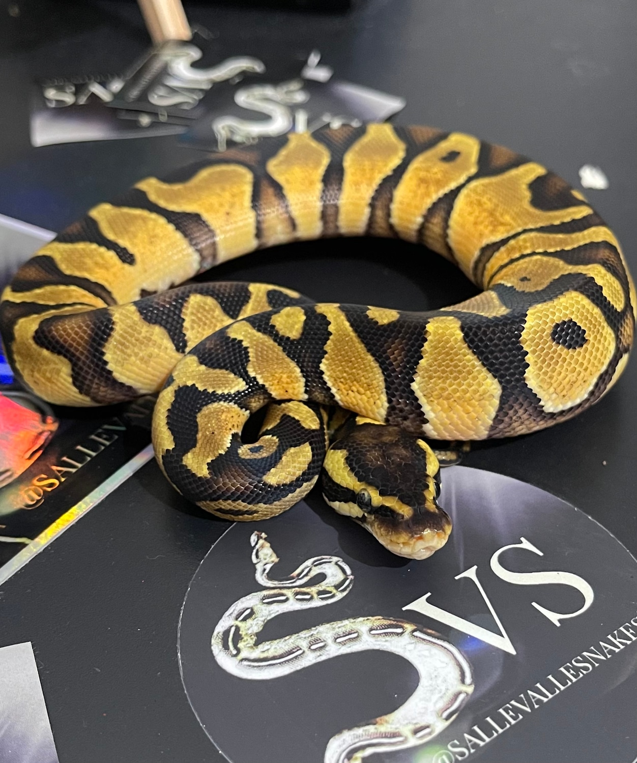 Pastel Enchi Ball Python by Sallevallesnakes - MorphMarket