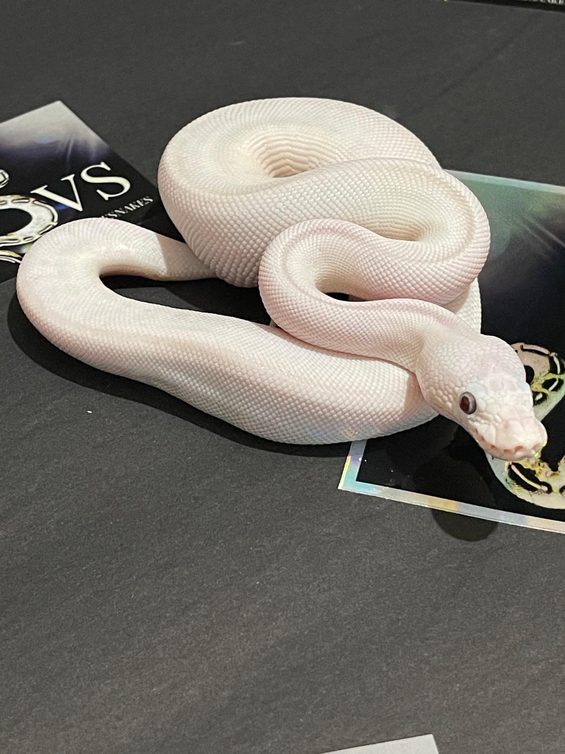 Super Lesser Ball Python by Sallevallesnakes - MorphMarket