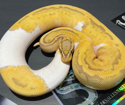 Pastel Pied Ultramel Ball Python by Sallevallesnakes - MorphMarket