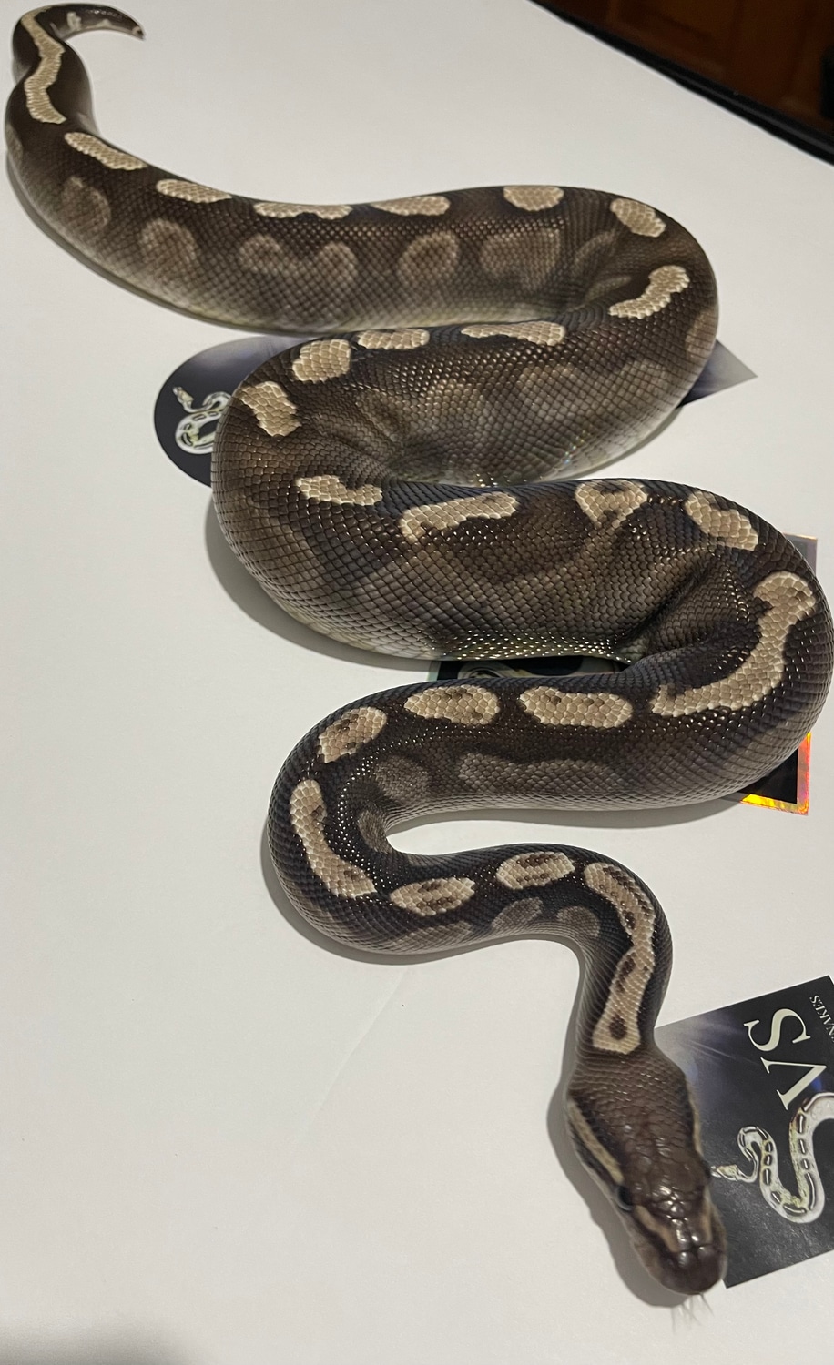 Ghi Mojave Ball Python by Sallevallesnakes - MorphMarket