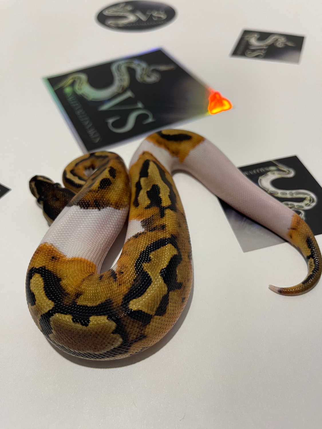 Pied Het Ultramel Ball Python by Sallevallesnakes - MorphMarket