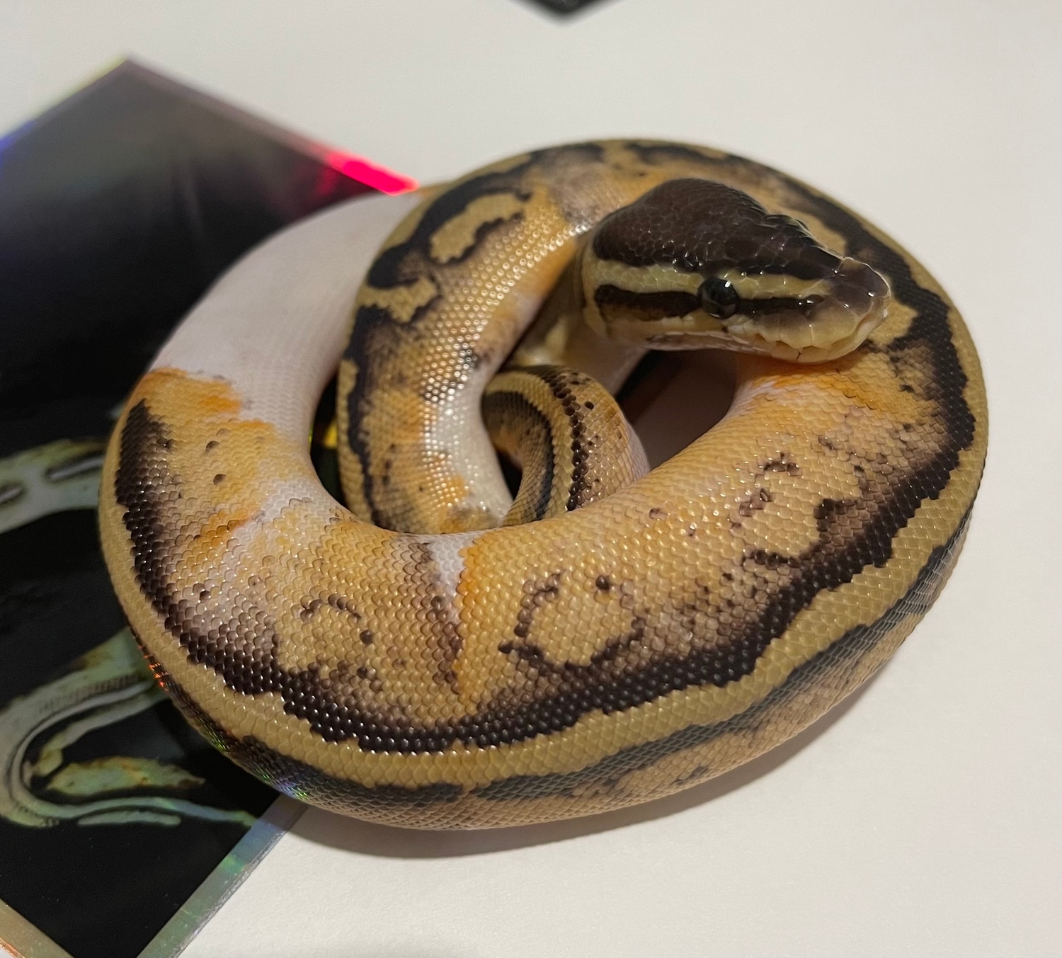 Pastel Pied Het Ultramel Ball Python by Sallevallesnakes - MorphMarket